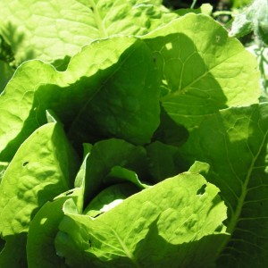 Planting Vegetables: What to Plant in Your Vegetable Garden ...