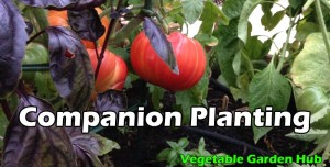 Companion Planting and Plant Guilds in the Garden | VegetableGardenHub.com
